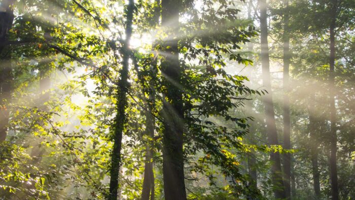 Luz, colores y calor | Science Teaching