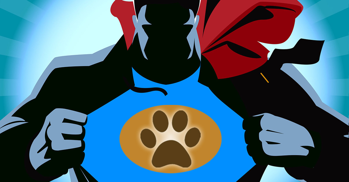 Animal Superpowers | Science Teaching