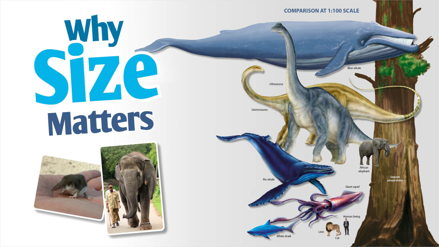 Why Size Matters | Science Teaching