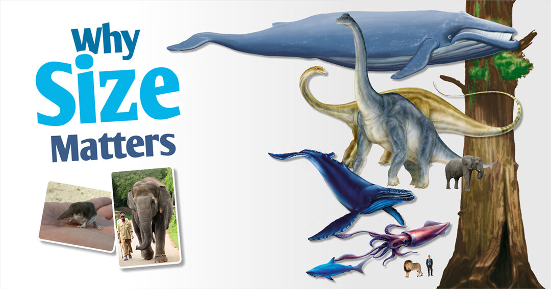 Why Size Matters | Science Teaching